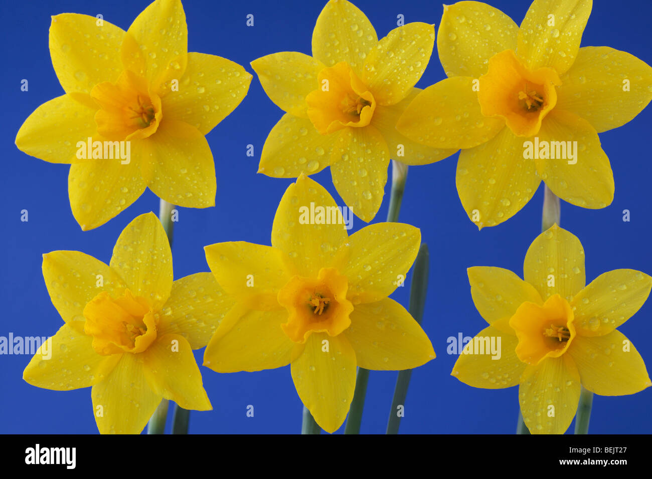 Narcissus 'Sweetness' AGM (Daffodil) Div.7 Jonquilla Stock Photo - Alamy