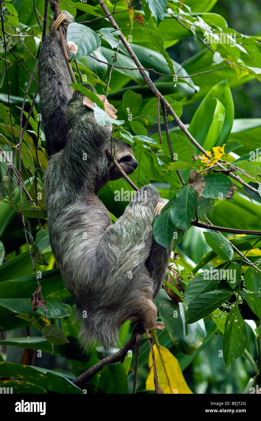 Brown throated three toed sloths hi-res stock photography and images ...