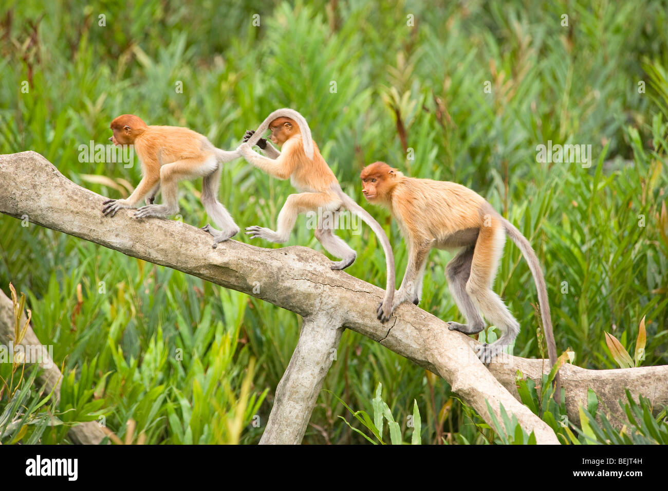 Proboscis monkeys hi-res stock photography and images - Alamy