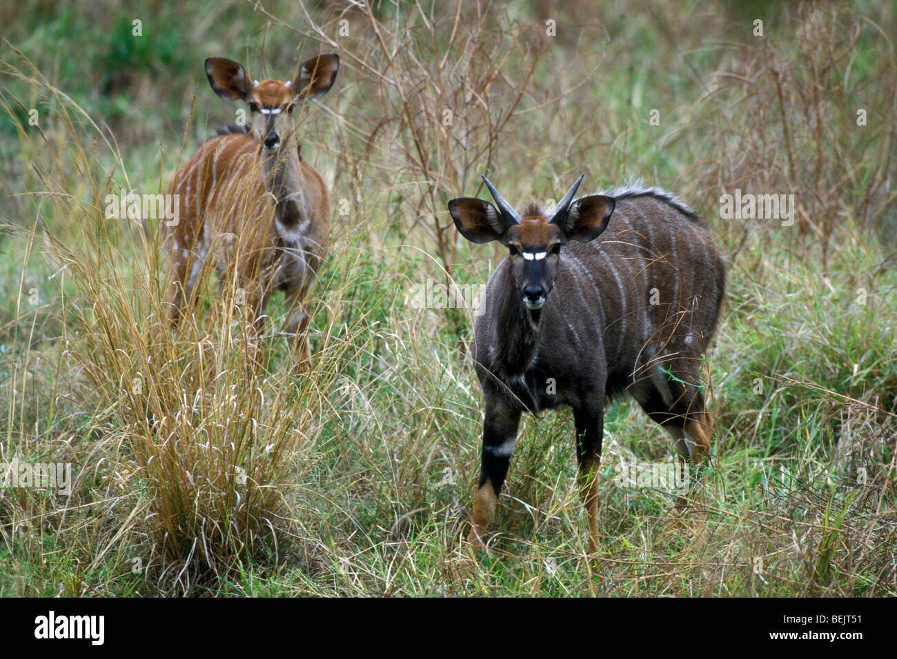 Nyala (Nyala angasii / Tragelaphus angasii) female and young male in ...