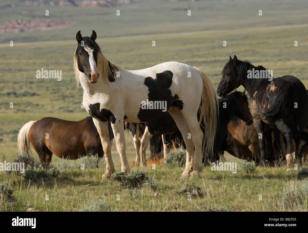 Horse beautiful mustang hi-res stock photography and images - Alamy