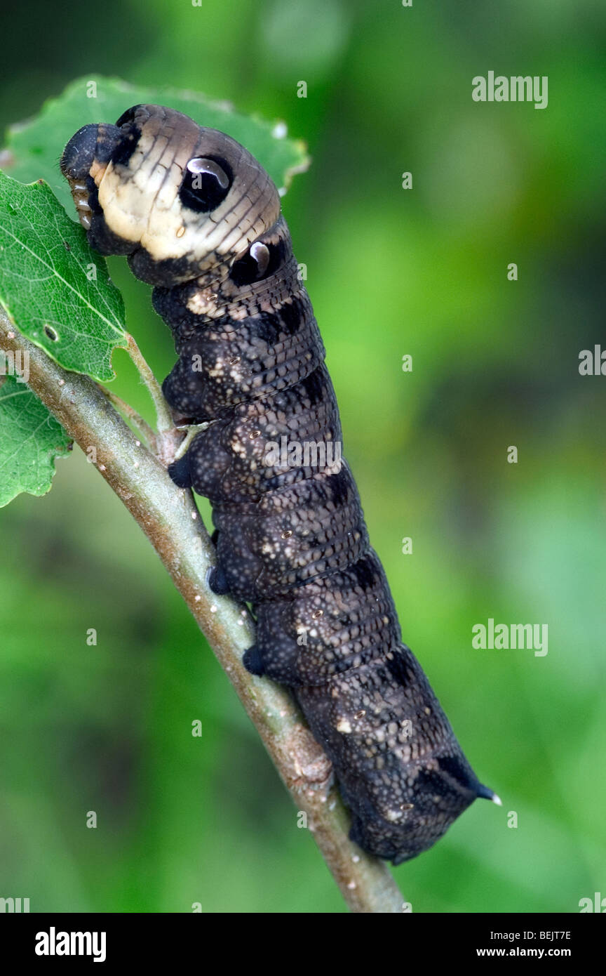 Elephant hawk moth caterpillar (Deilephila elpenor) eating leaves from ...