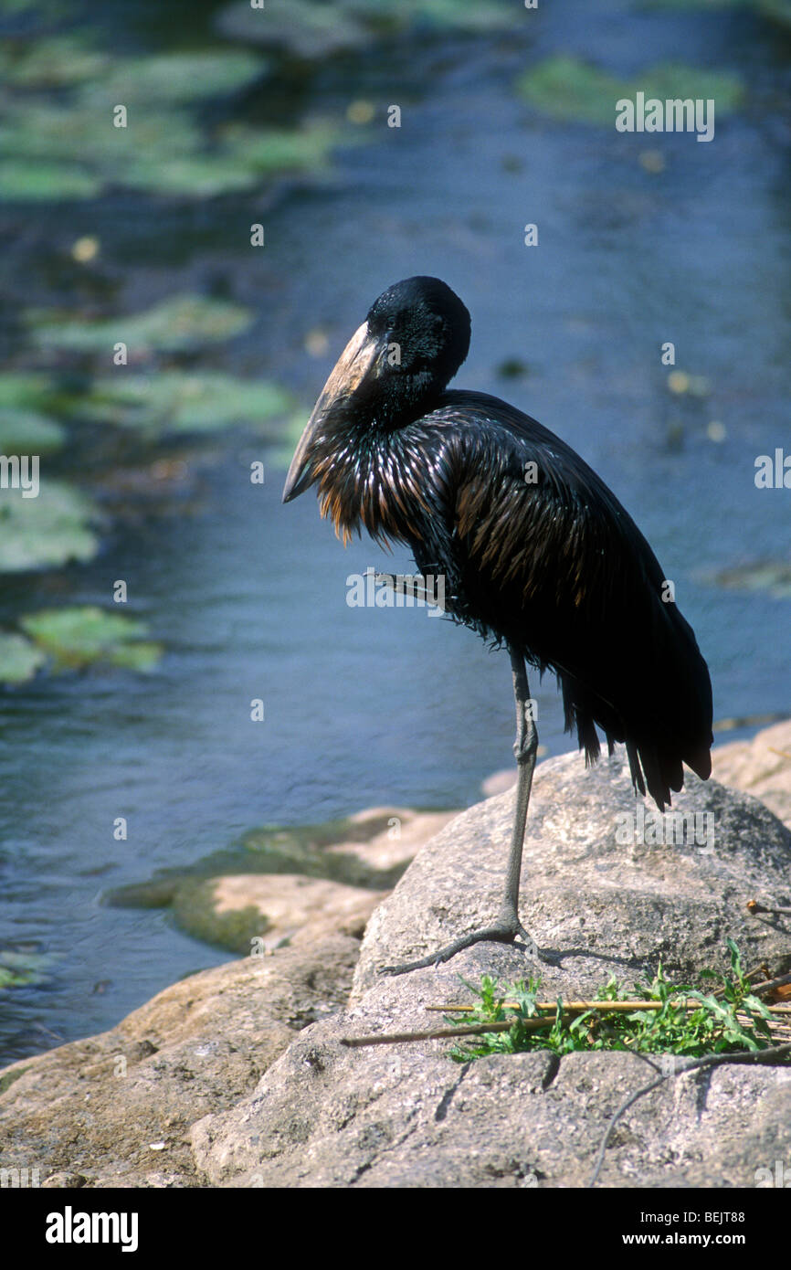 African openbill / open-billed stork (Anastomus lamelligerus) on rock ...
