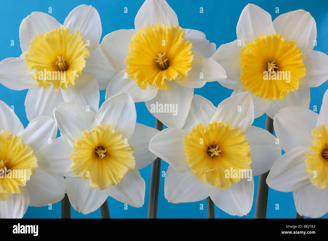 Narcissus 'Ice Follies' (Daffodil) Div.2 Large-cupped Stock Photo - Alamy