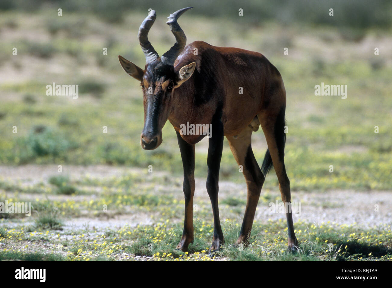 Rooihartebees hi-res stock photography and images - Alamy