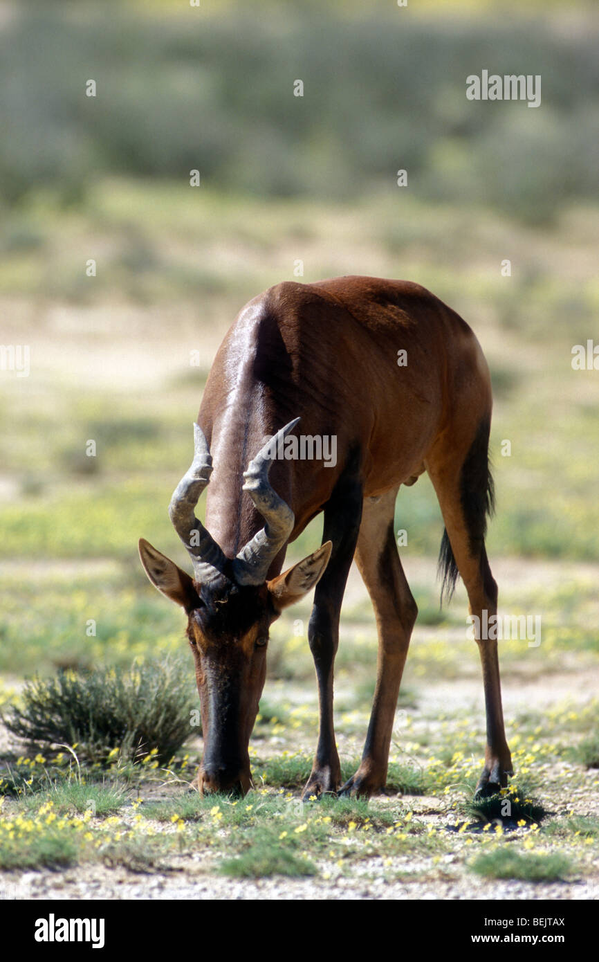Rooihartebees hi-res stock photography and images - Alamy