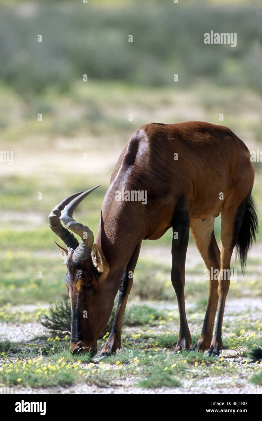 Rooihartebees hi-res stock photography and images - Alamy