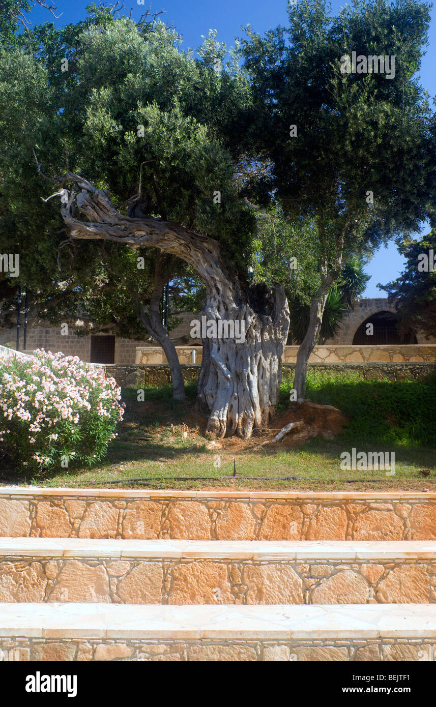 ancient sycamore tree outside of the monastery ayia napa cyprus Stock ...