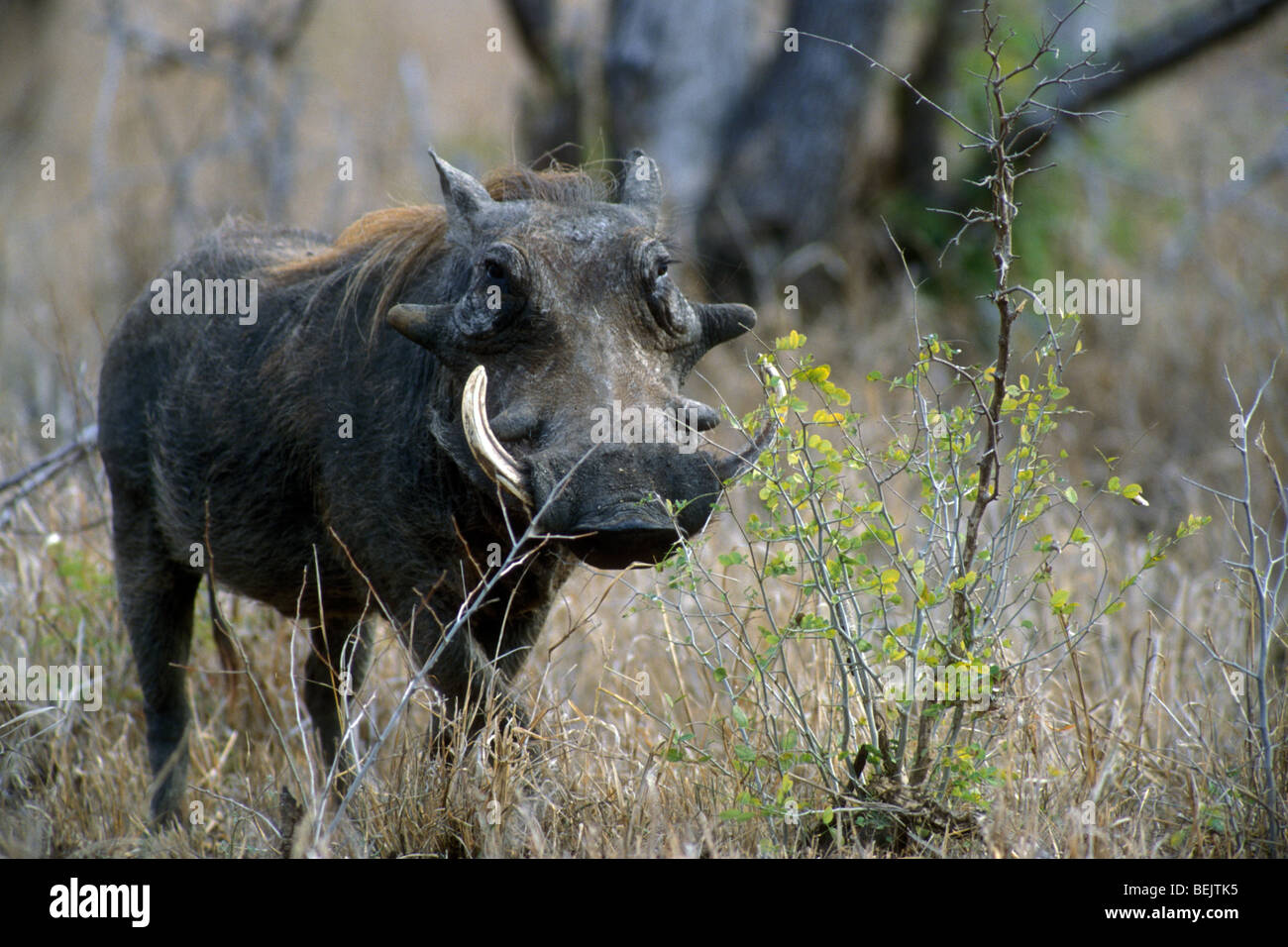 Common Warthog (Phacochoerus africanus) with huge tusks, Kruger ...
