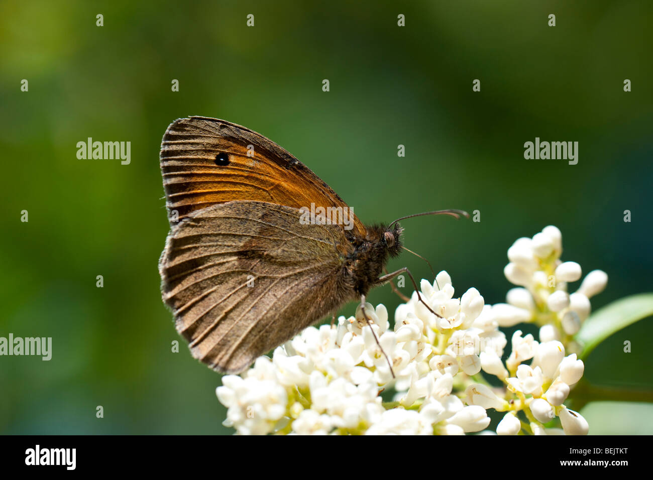Britain England Gatekeeper High Resolution Stock Photography and Images ...