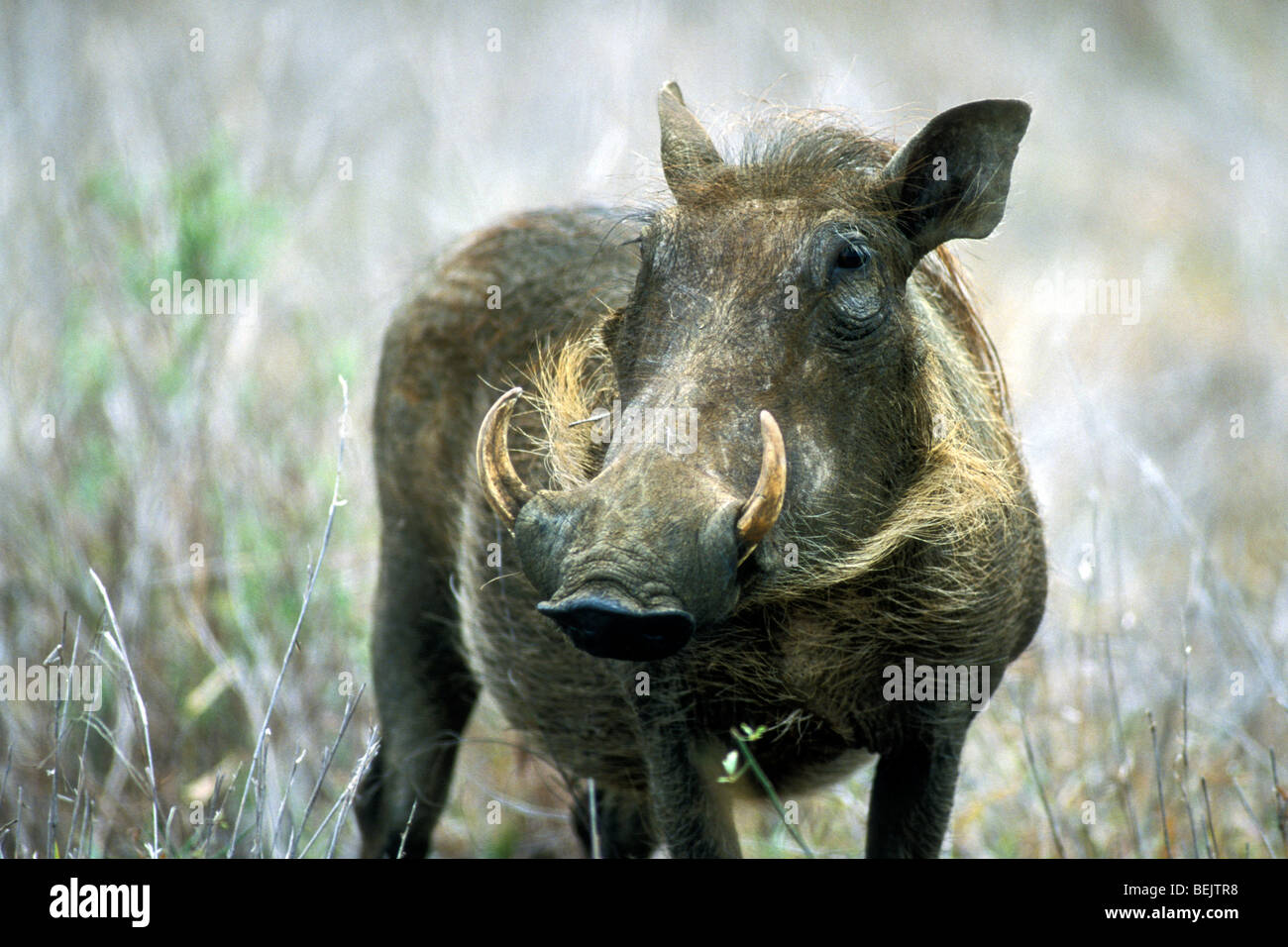 Common Warthog (Phacochoerus africanus) with huge tusks, Kruger ...
