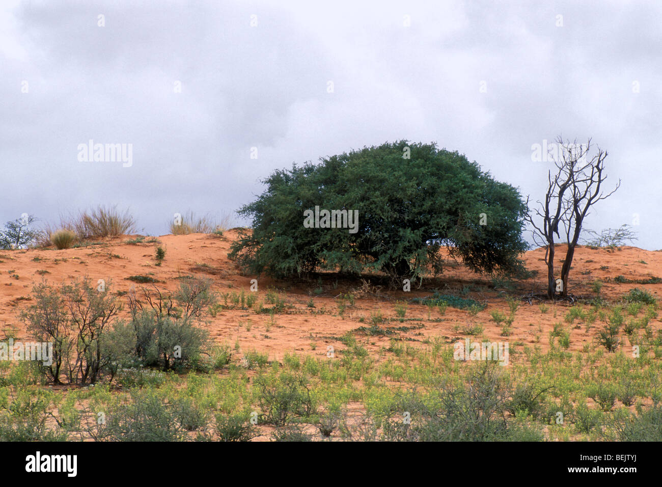 Witgatboom / Motoppie / Shepherd's Tree (Boscia albitrunca) in the ...