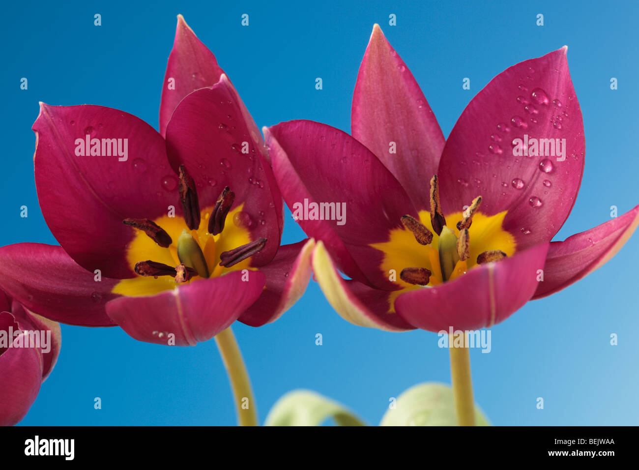 Tulipa humilis 'Persian Pearl' (Tulip) Miscellaneous Group Stock Photo ...