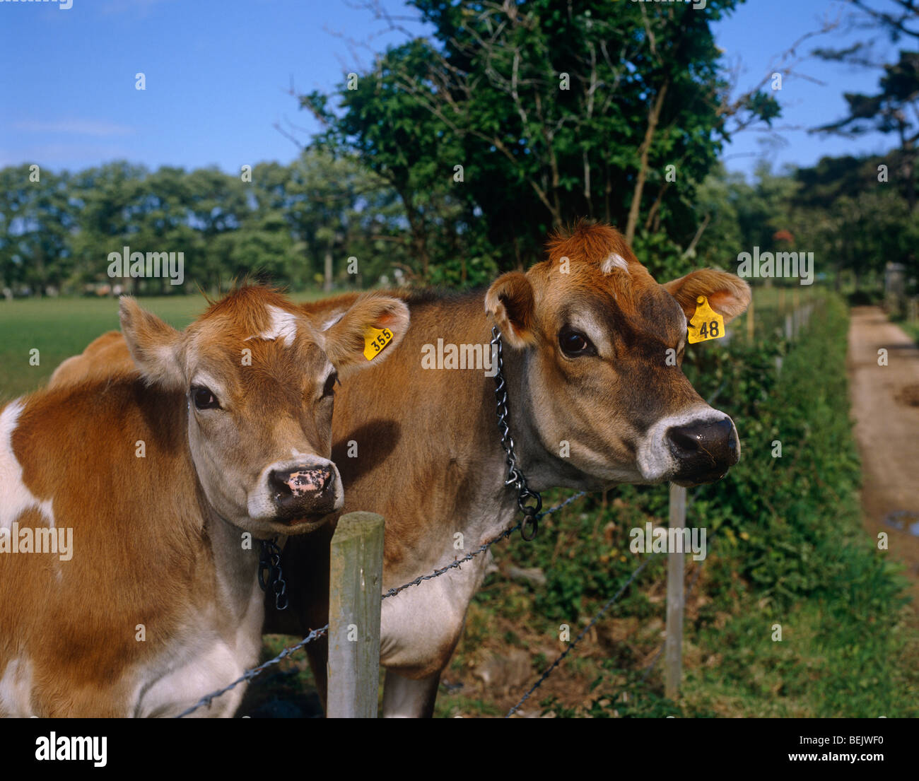 Over fence hi-res stock photography and images - Alamy