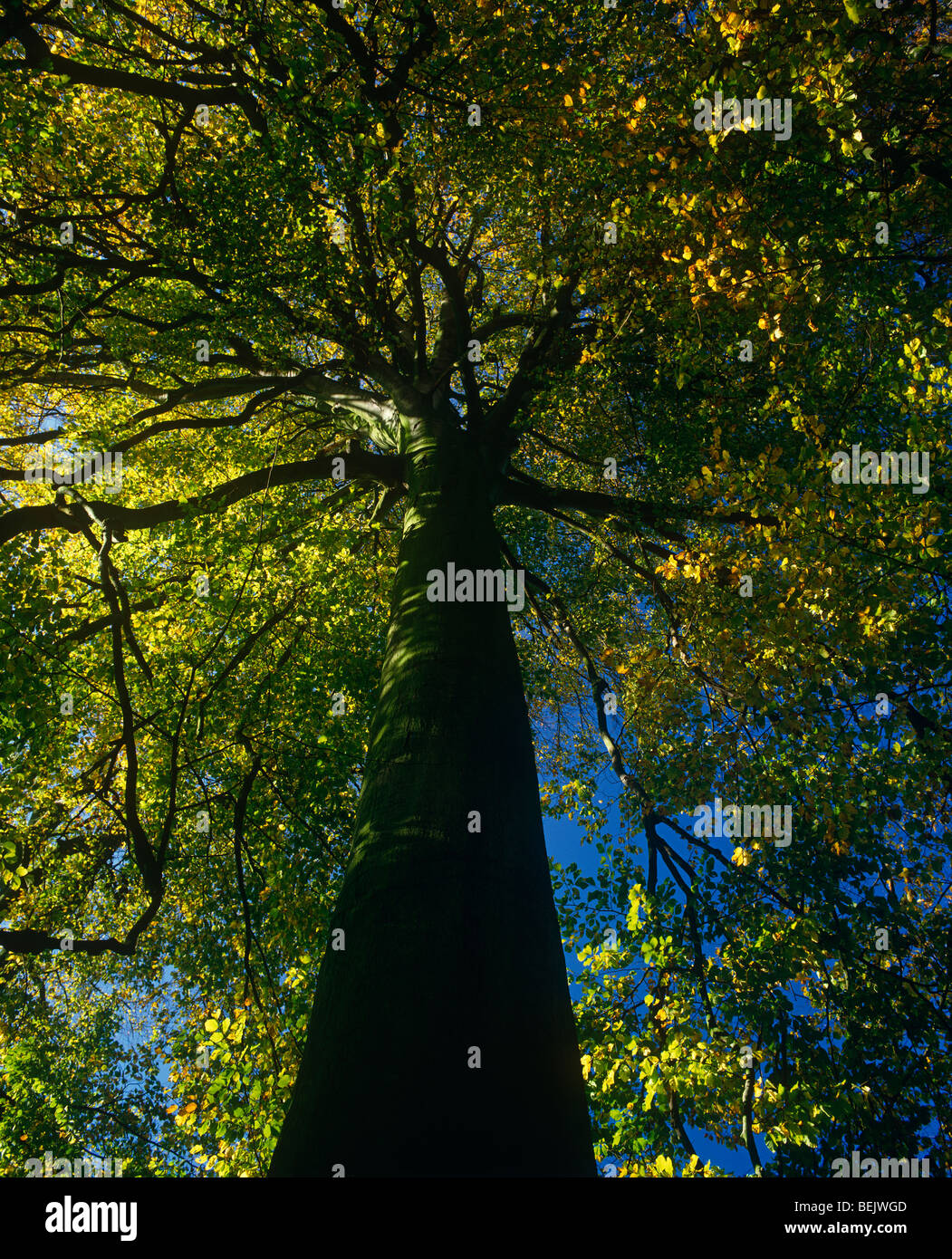 View branched tree hi-res stock photography and images - Alamy