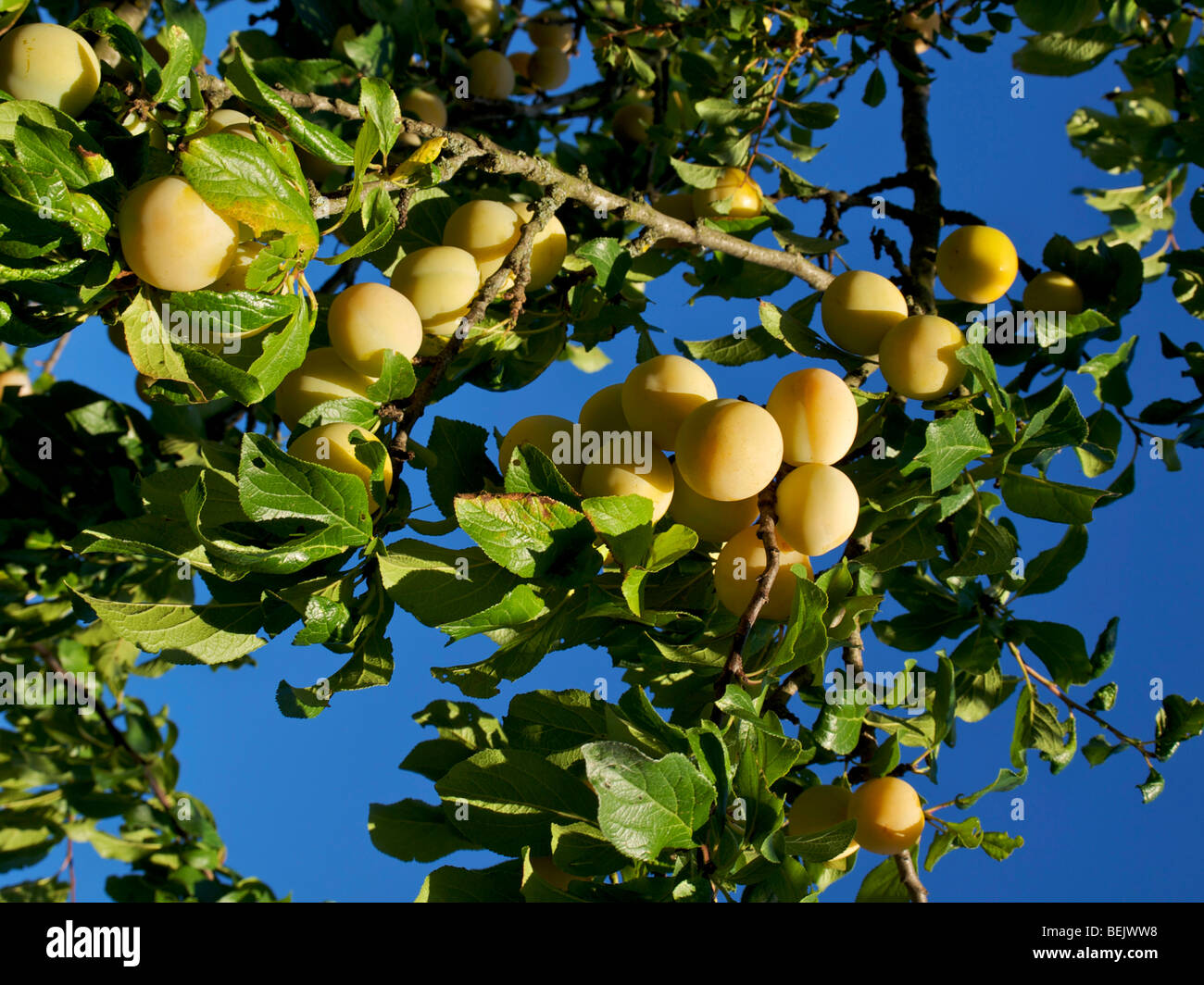 Close-up of a plum tree Stock Photo - Alamy
