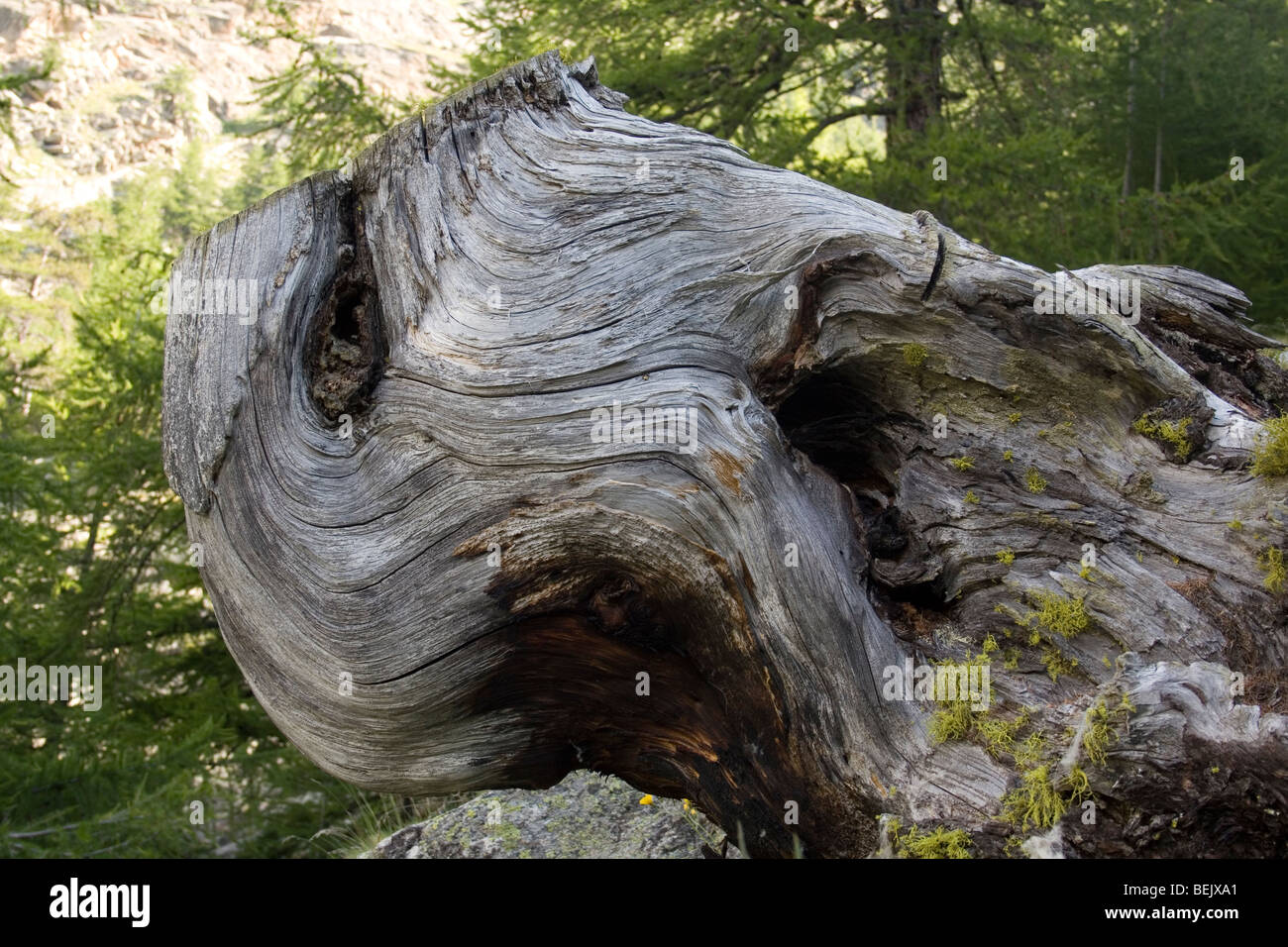 Tree stump hi-res stock photography and images - Alamy