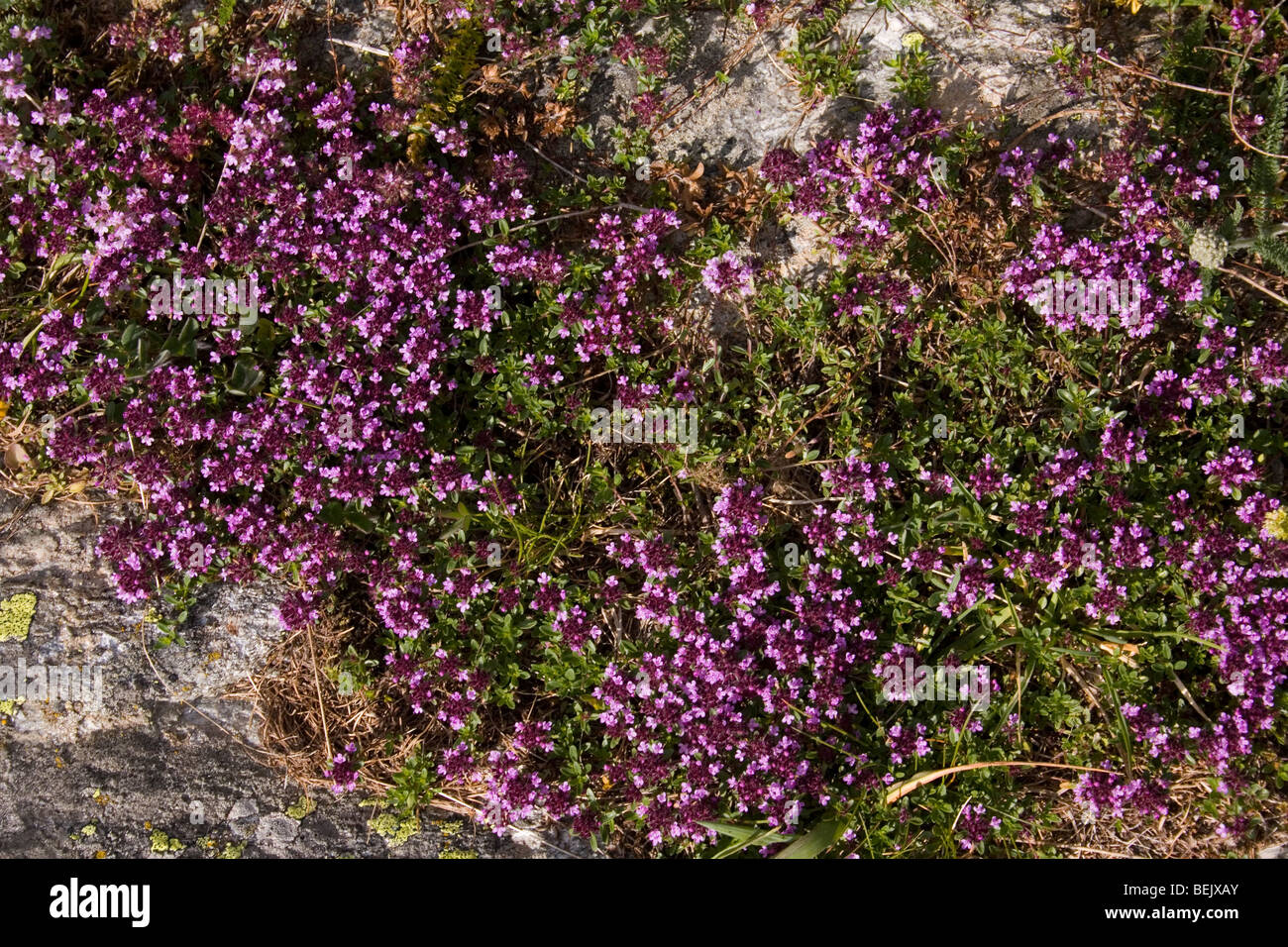 Rock alpine hi-res stock photography and images - Alamy