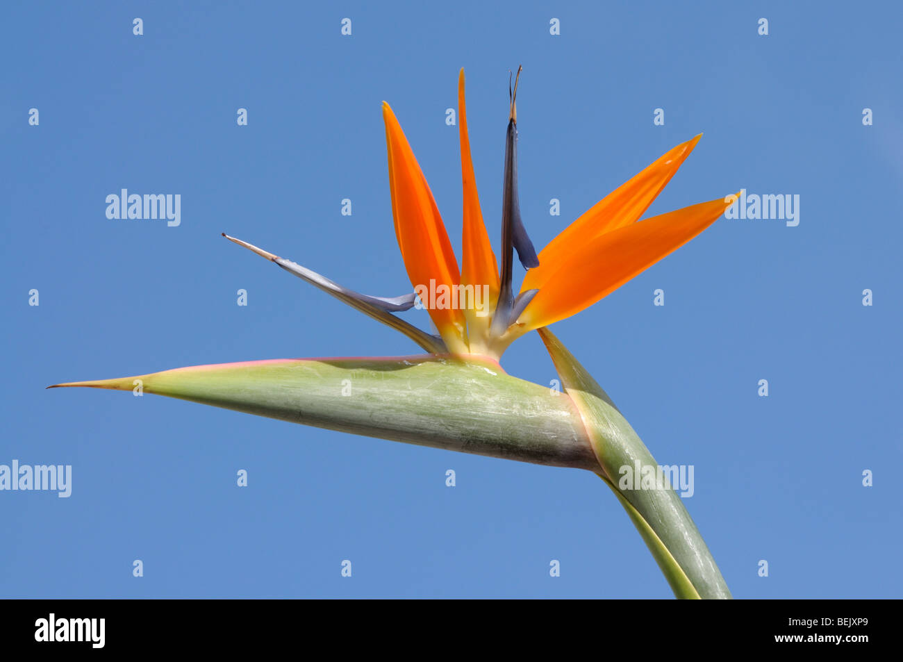 Strelitzia or Bird of Paradise Flower against blue sky Stock Photo - Alamy