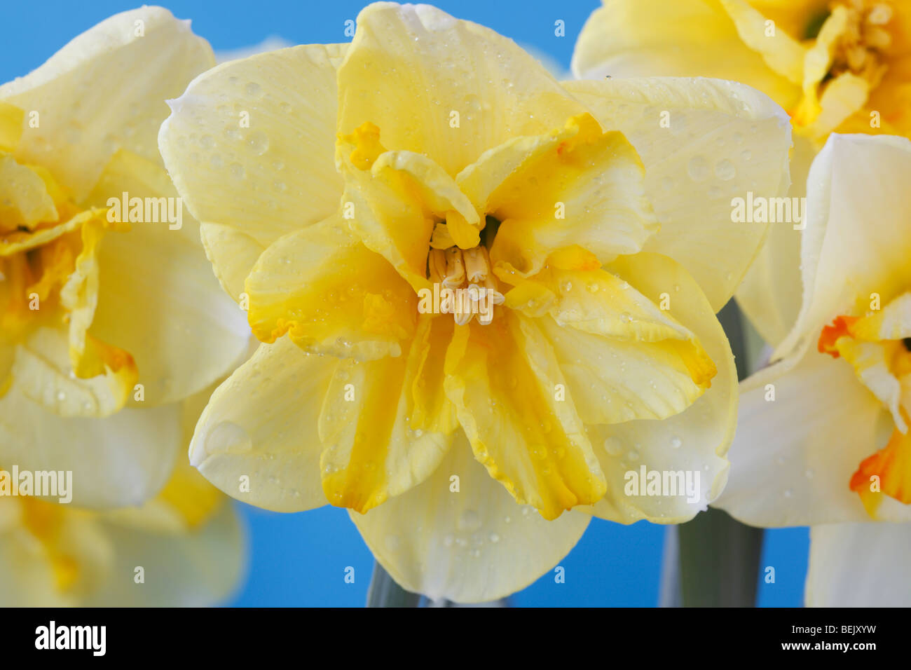 Narcissus 'Lemon Beauty' (Daffodil) Div.11b Split-corona Papillon Stock ...