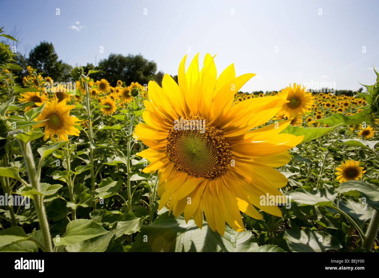 Sunflowers america hi-res stock photography and images - Alamy