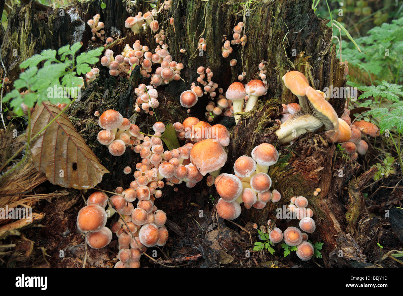 Brick cap mushrooms (Psilocybe sublateritia / Hypholoma sublateritium ...