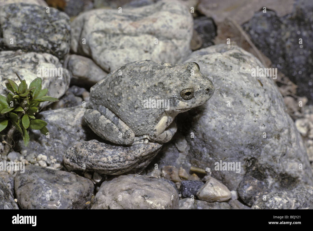 Cadaverina hi-res stock photography and images - Alamy