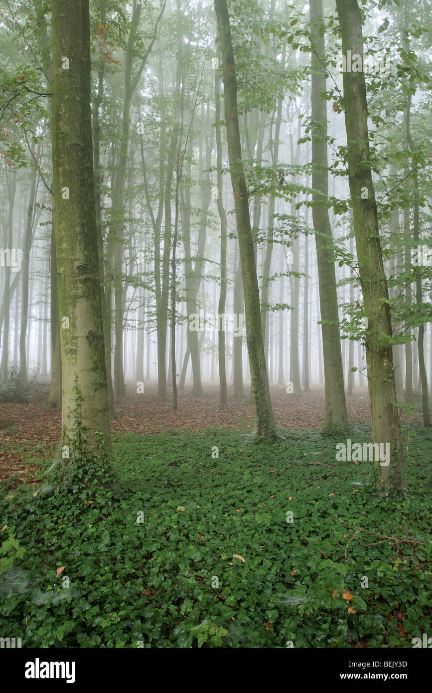 Ivy (Hedera helix) in beech forest in the mist, Belgium Stock Photo - Alamy