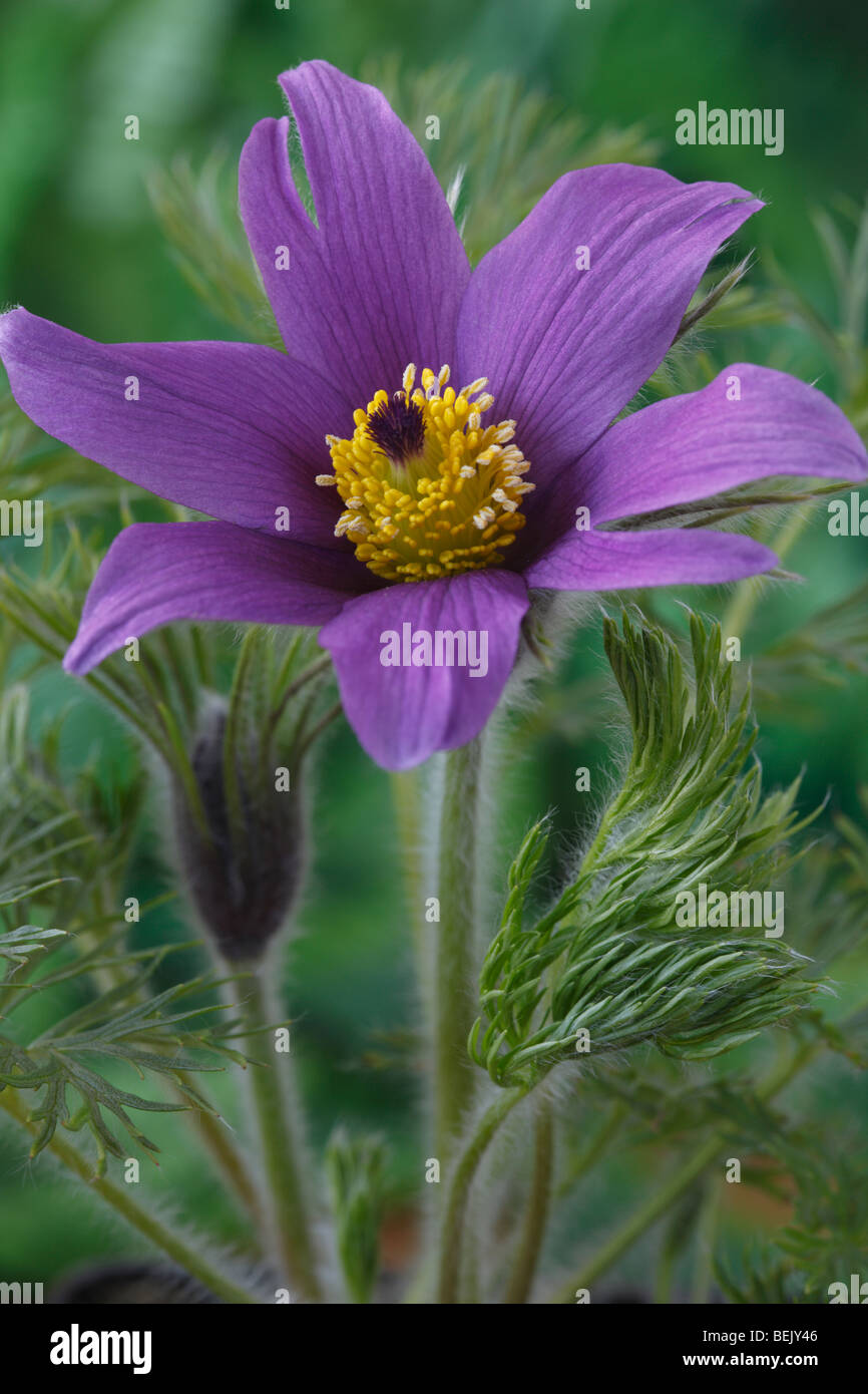 Pasque flower stamen hi-res stock photography and images - Alamy