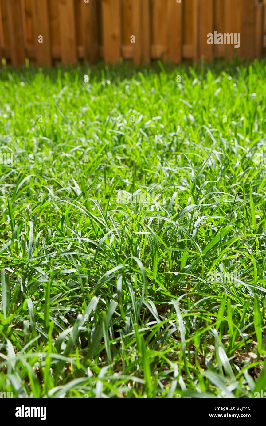 Grass in a backyard Stock Photo - Alamy