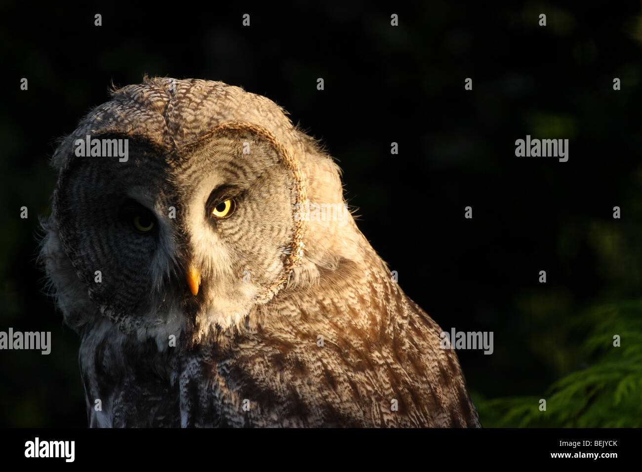 Owl at sunset hi-res stock photography and images - Alamy
