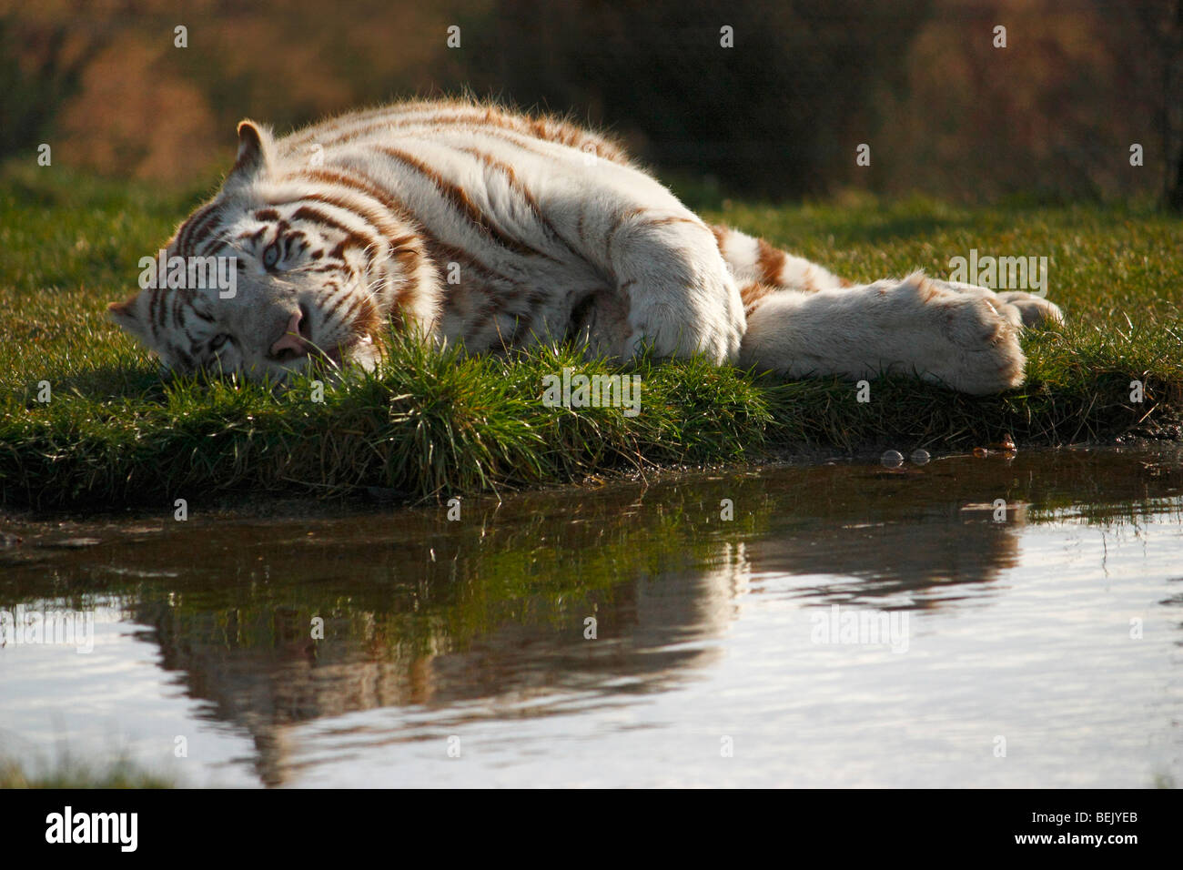 Tiger Cub Water Reflection High Resolution Stock Photography and Images ...