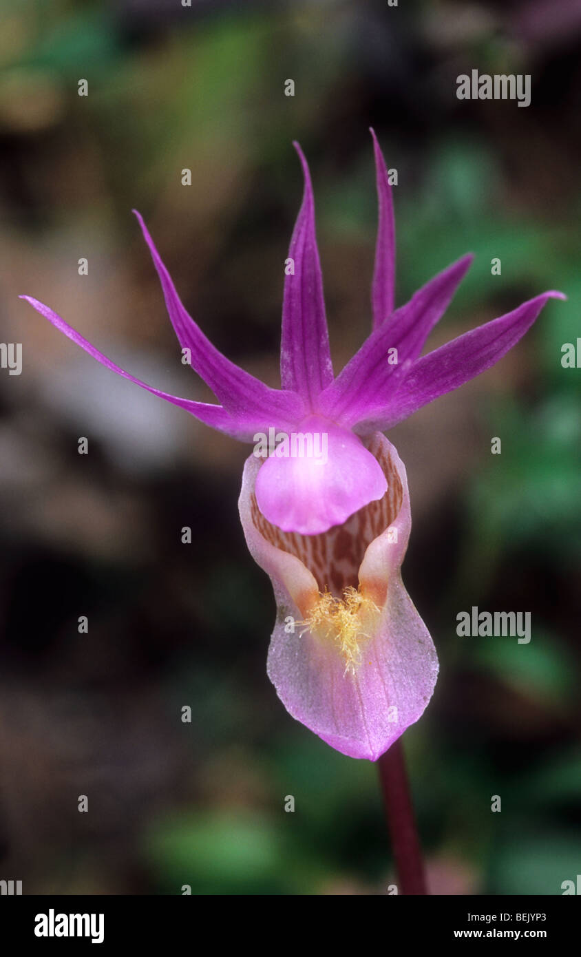 Calypso bulbosa taiga hi-res stock photography and images - Alamy