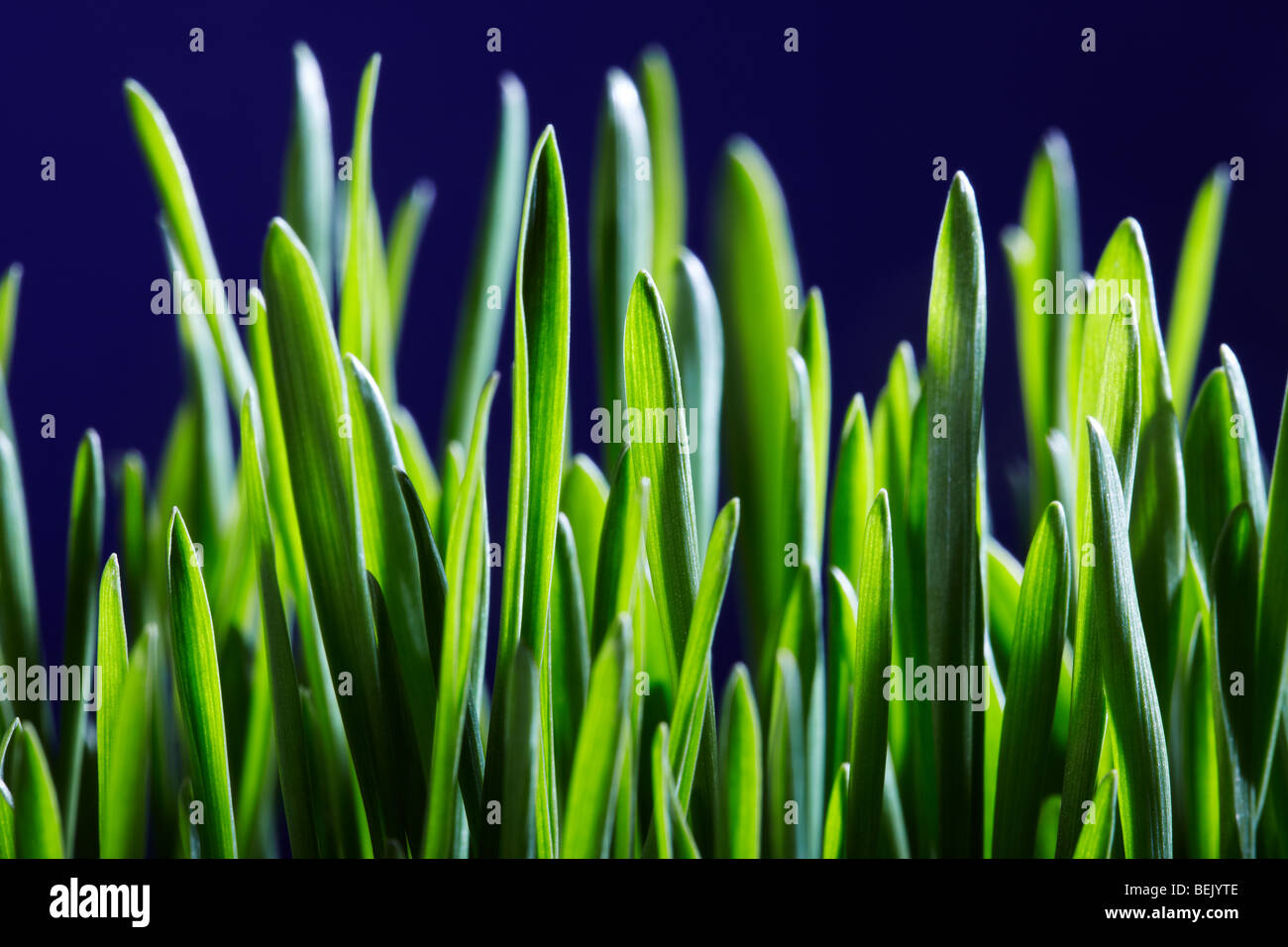 Close up of New Growth of Grass Shoots Stock Photo - Alamy