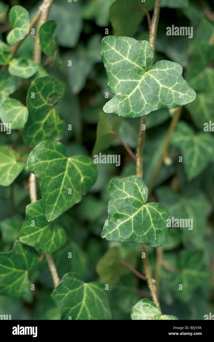 European ivy hi-res stock photography and images - Alamy