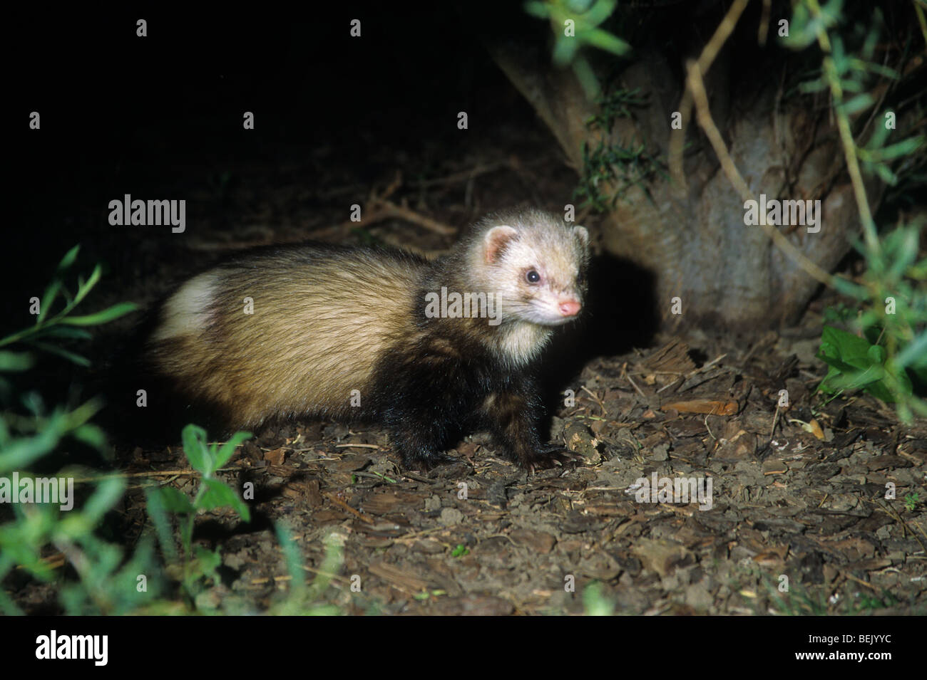 European polecat (Mustela putorius) hunting in forest at night Stock ...