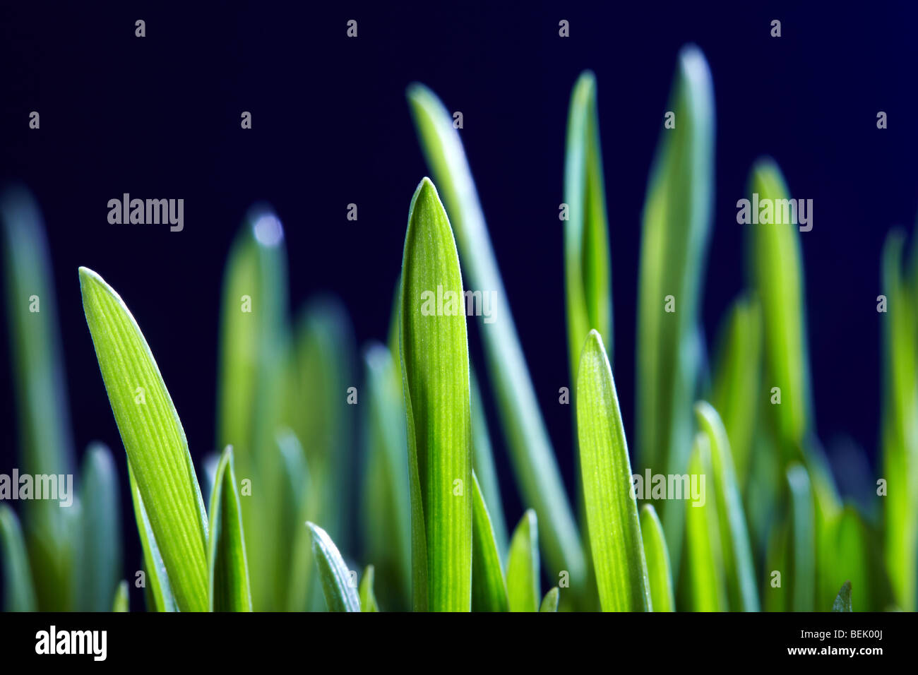Green shoots of recovery hi-res stock photography and images - Alamy