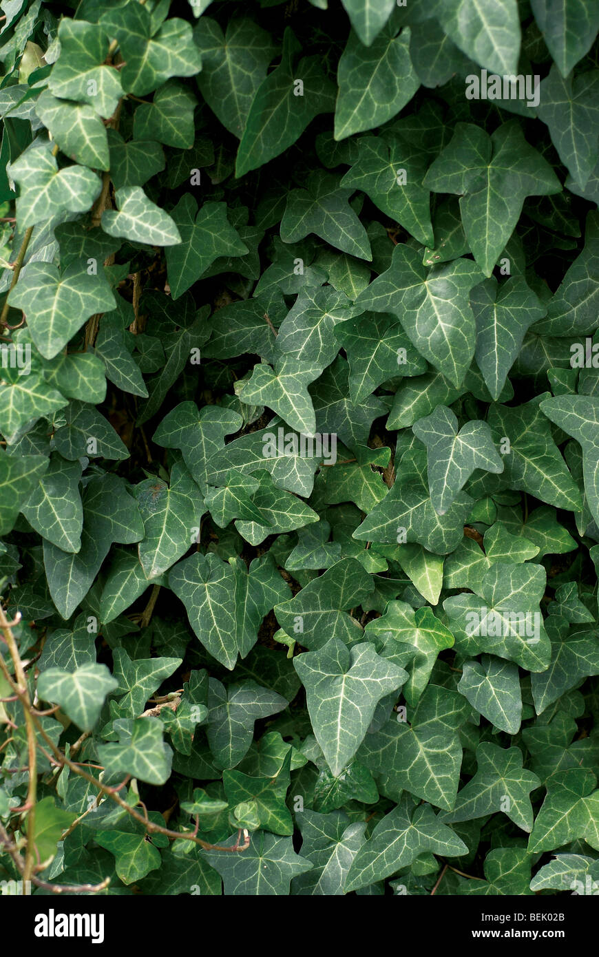 European ivy hi-res stock photography and images - Alamy