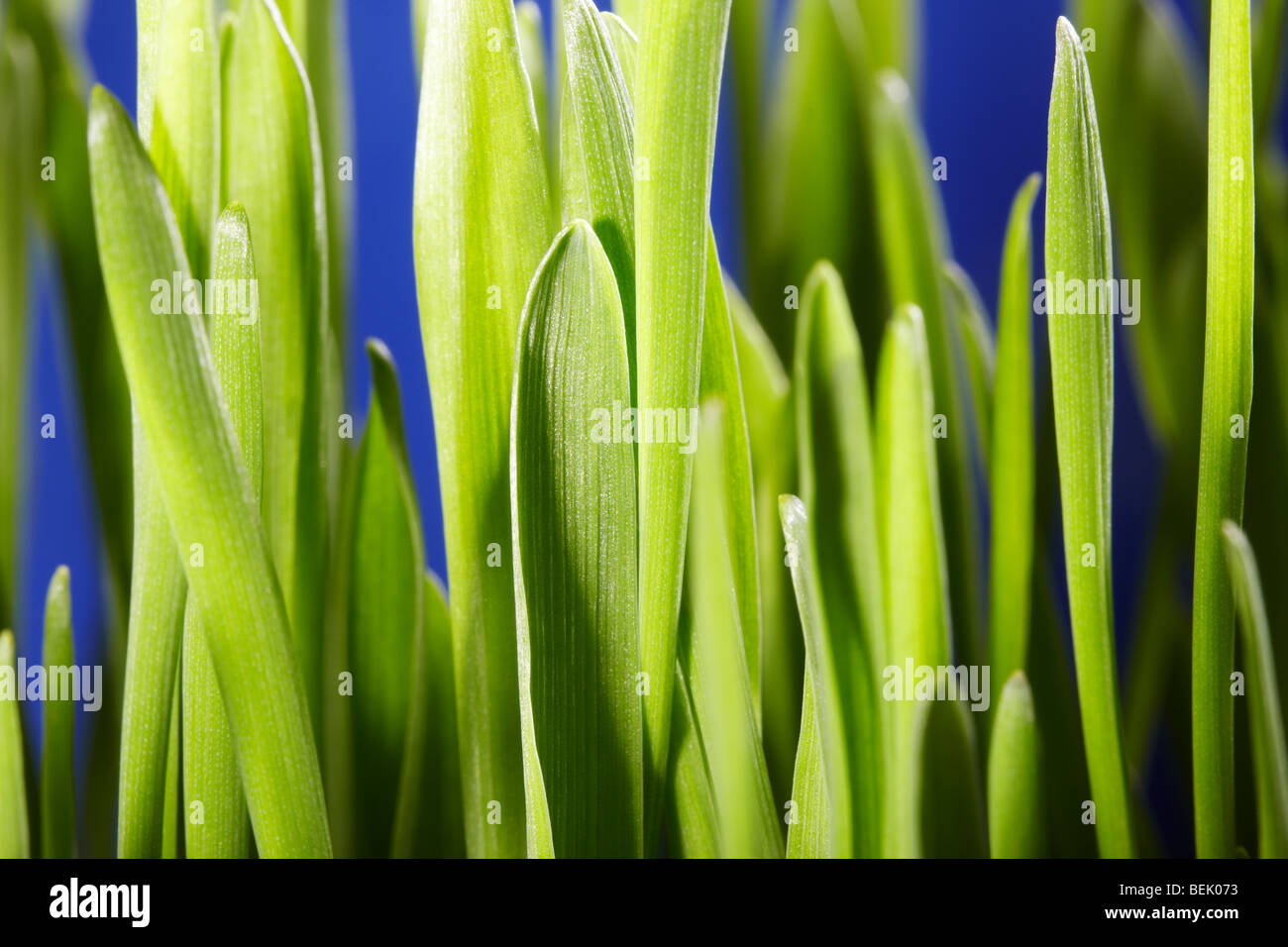 Shoots of recovery hi-res stock photography and images - Alamy