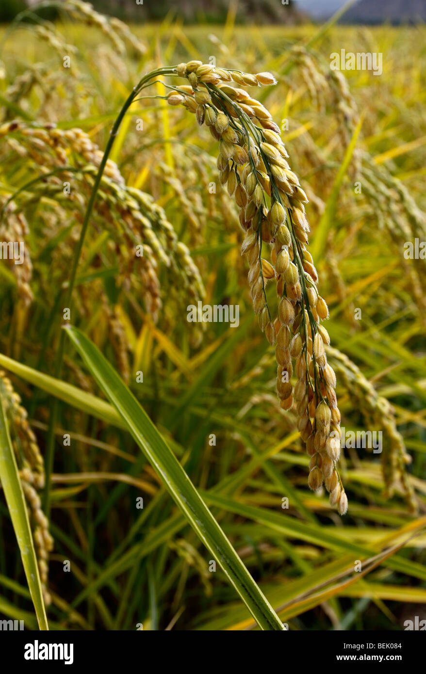 mature rice seeds Stock Photo - Alamy