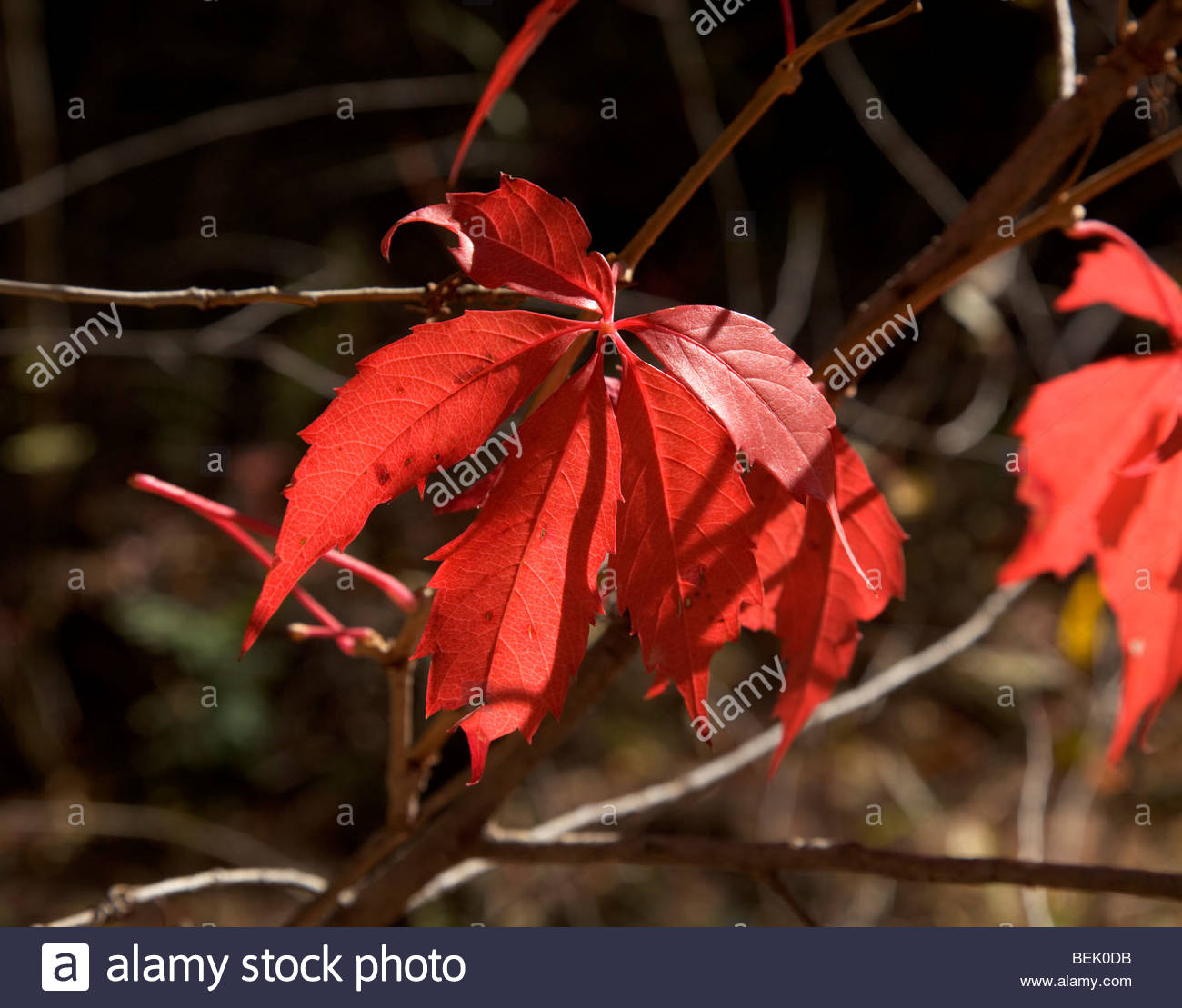Virginia Creeper Virginia Creeper Parthenocissus High Resolution Stock ...