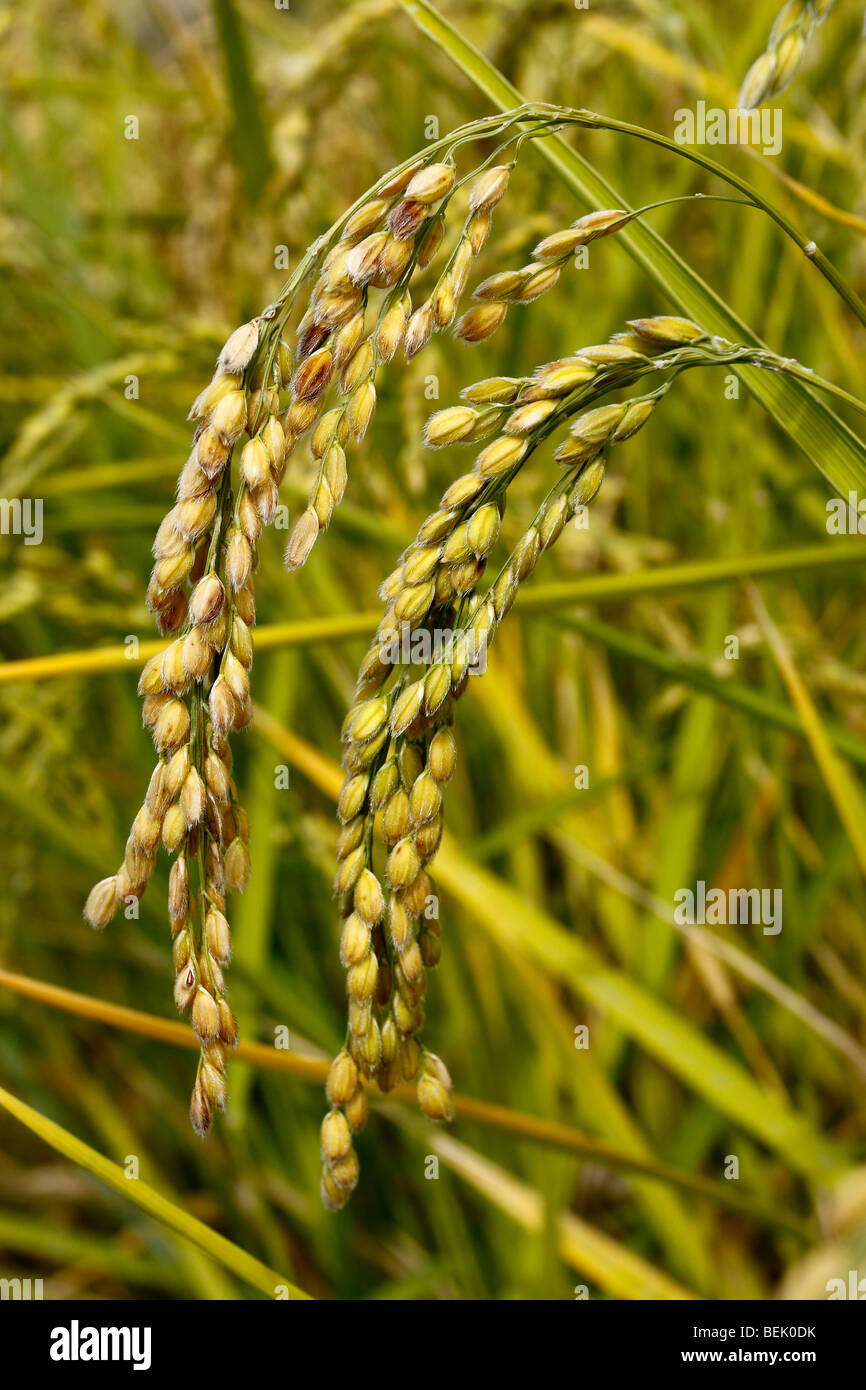 Rice Seeds Stock Photos & Rice Seeds Stock Images - Alamy