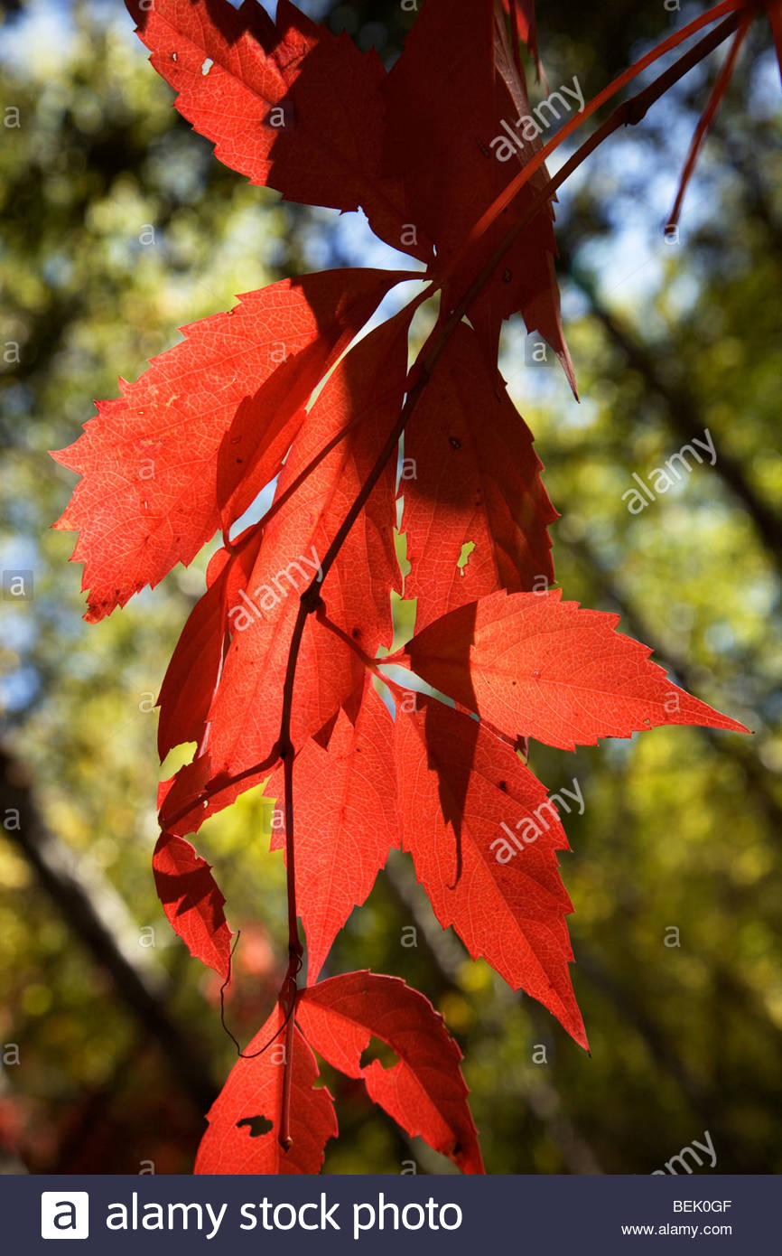 Virginia Creeper Virginia Creeper Parthenocissus High Resolution Stock ...