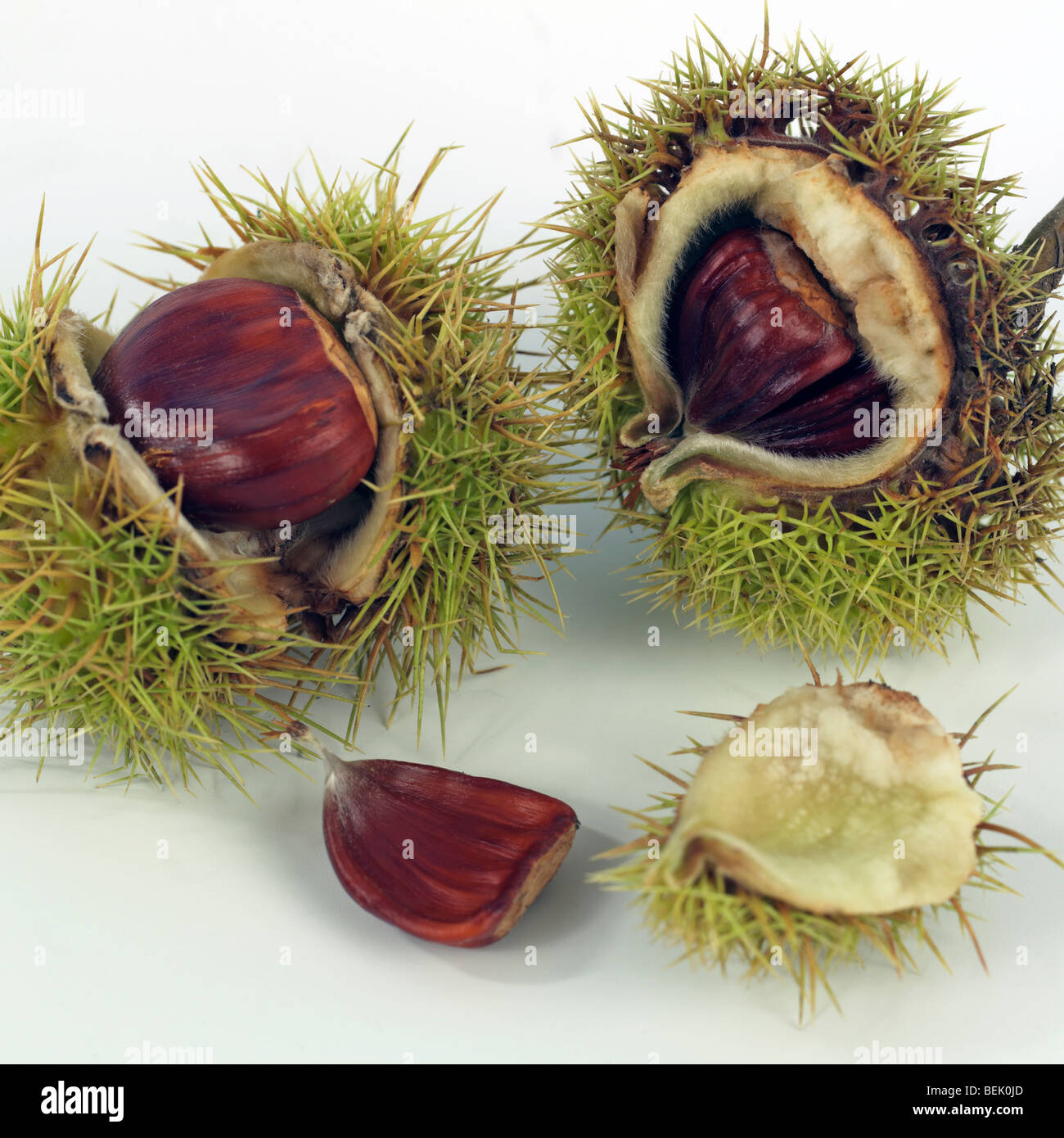 sweet chestnuts in cases Stock Photo - Alamy