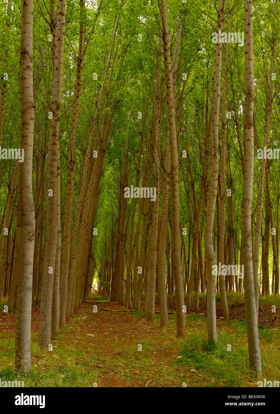 Poplars hi-res stock photography and images - Alamy