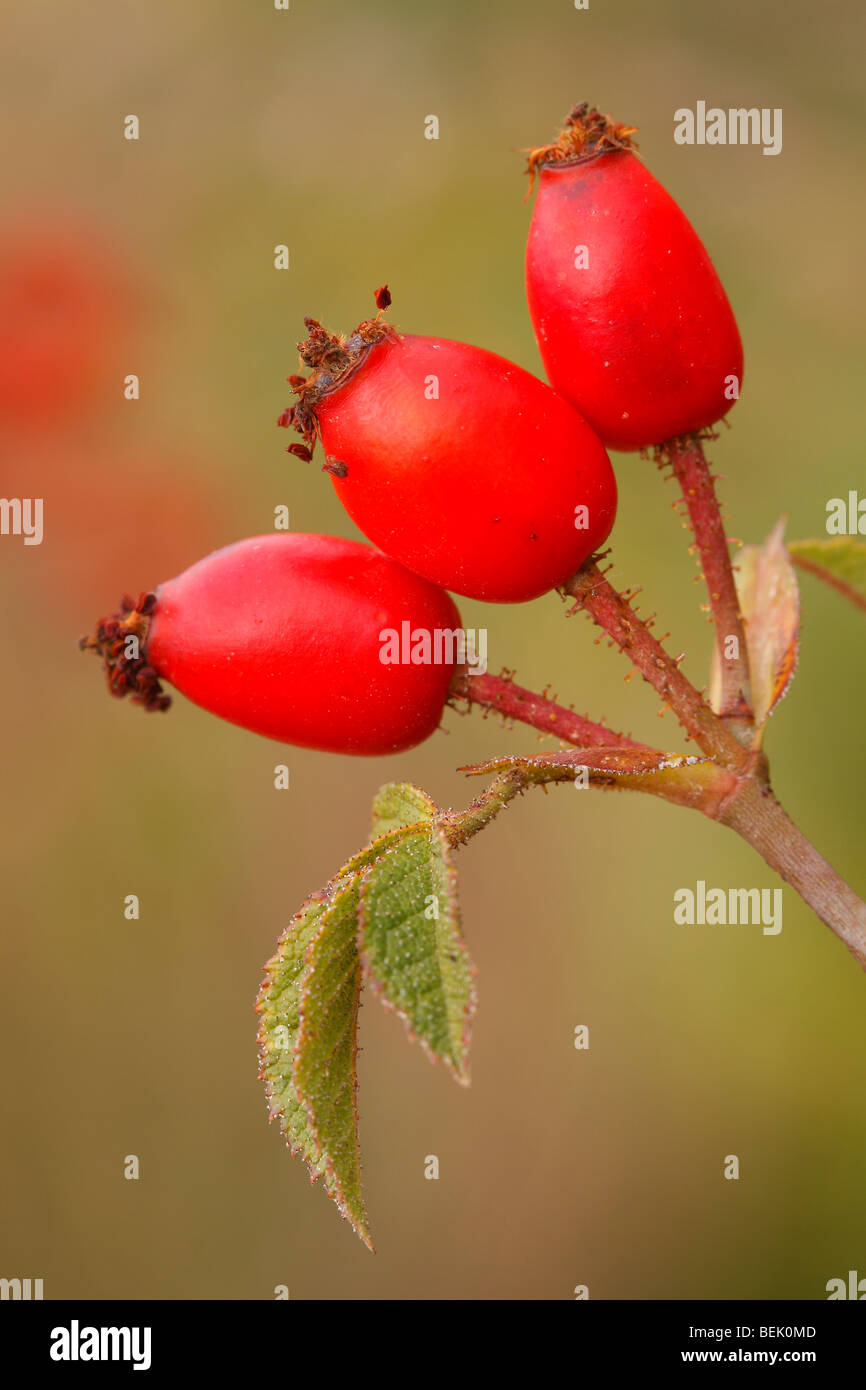 Rose hips seeds red hi-res stock photography and images - Alamy