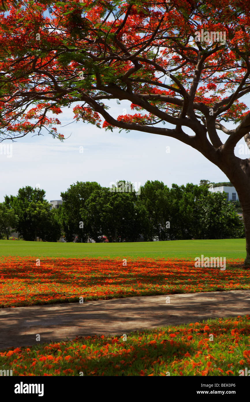 Flame tree (Delonix regia) in a park Stock Photo - Alamy