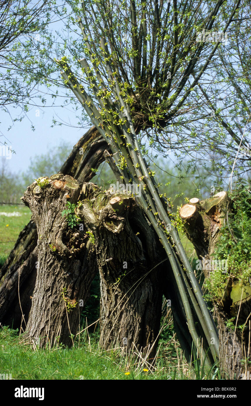 Pollarded willow trees (Salix sp.) and cut branches, Belgium Stock ...