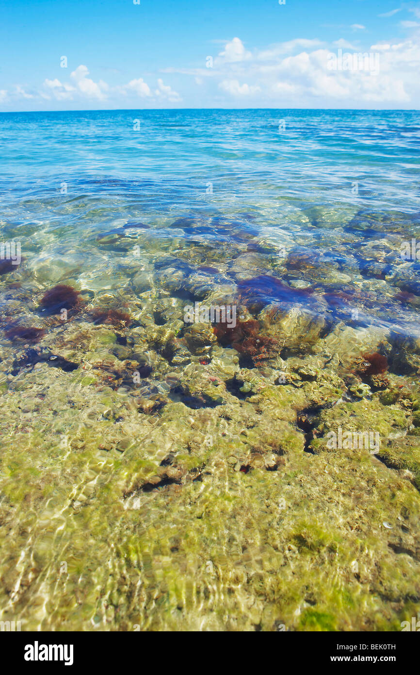 Coral and reef underwater, Seven Seas Beach, Fajardo, Puerto Rico Stock ...