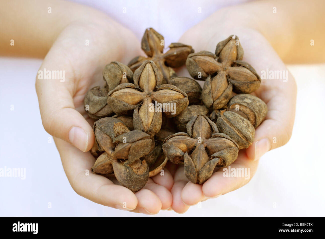 Inchi nuts hi-res stock photography and images - Alamy